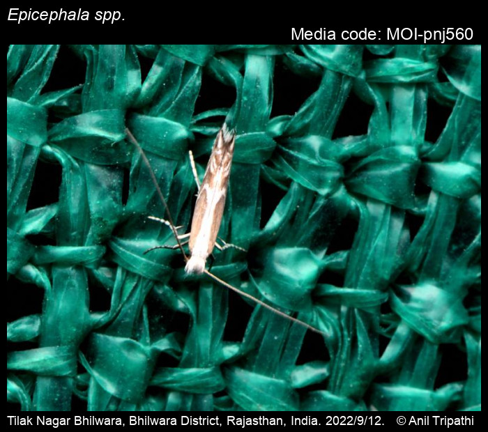 Epicephala spp. Meyrick, 1880 - | Moths